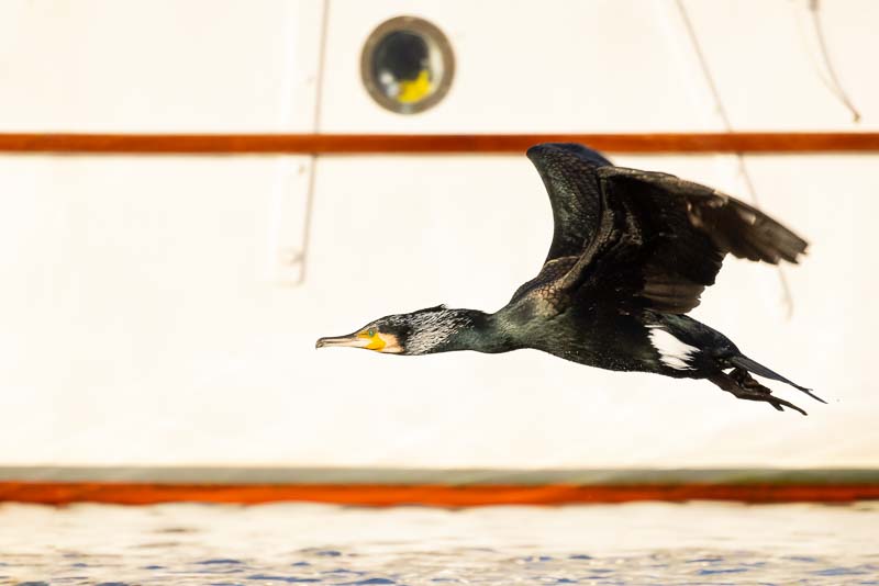 Servan Ott Fotografie: Aalscholver op fotogenieke plekken in Enkhuizen ...