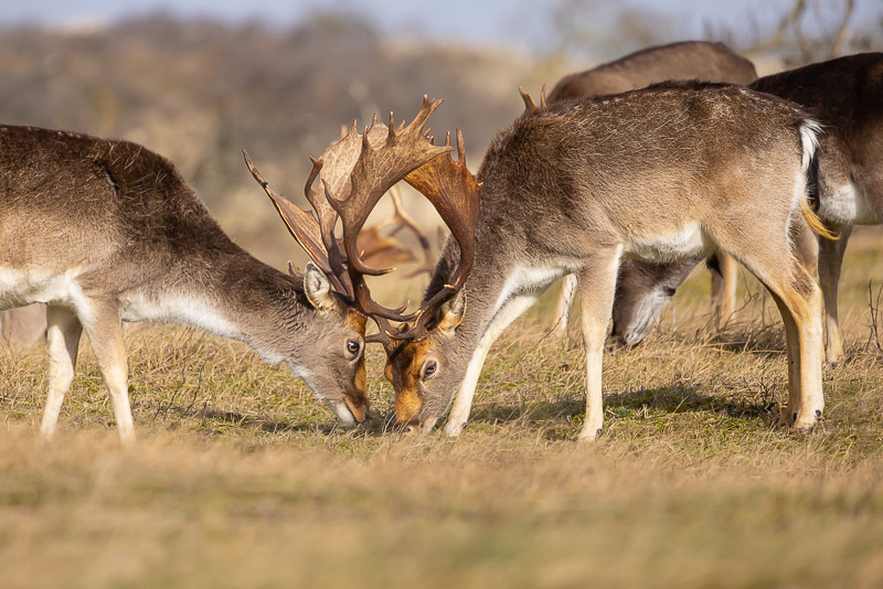 Servan Ott Fotografie: Damherten nog even met een gewei | Andijk | APB ...