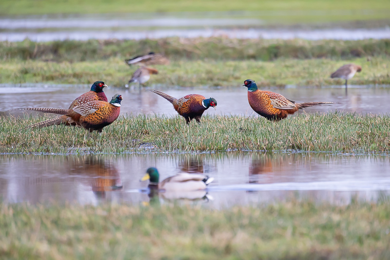 Servan Ott Fotografie: Kwartet Fazanten | Andijk | APB | Andijker ...